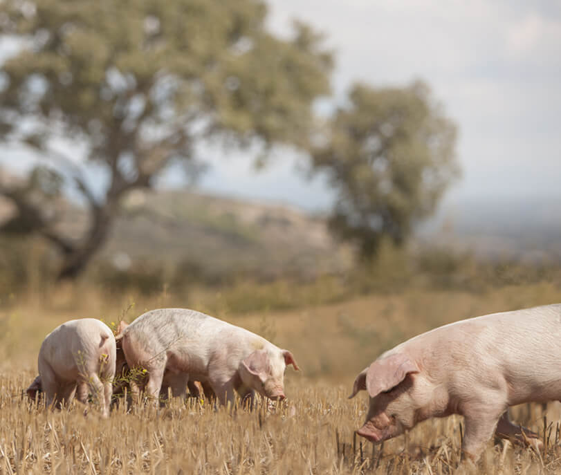 Distribuidores de carne de cerdo | Proveedores de carne de cerdo
